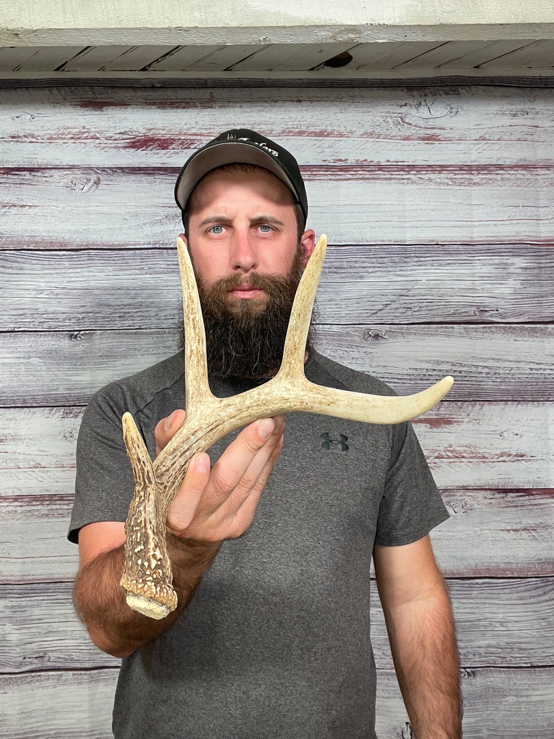 Perfect Dark Fat 4pt Whitetail Shed Antler Horn Deer Mount - Etsy