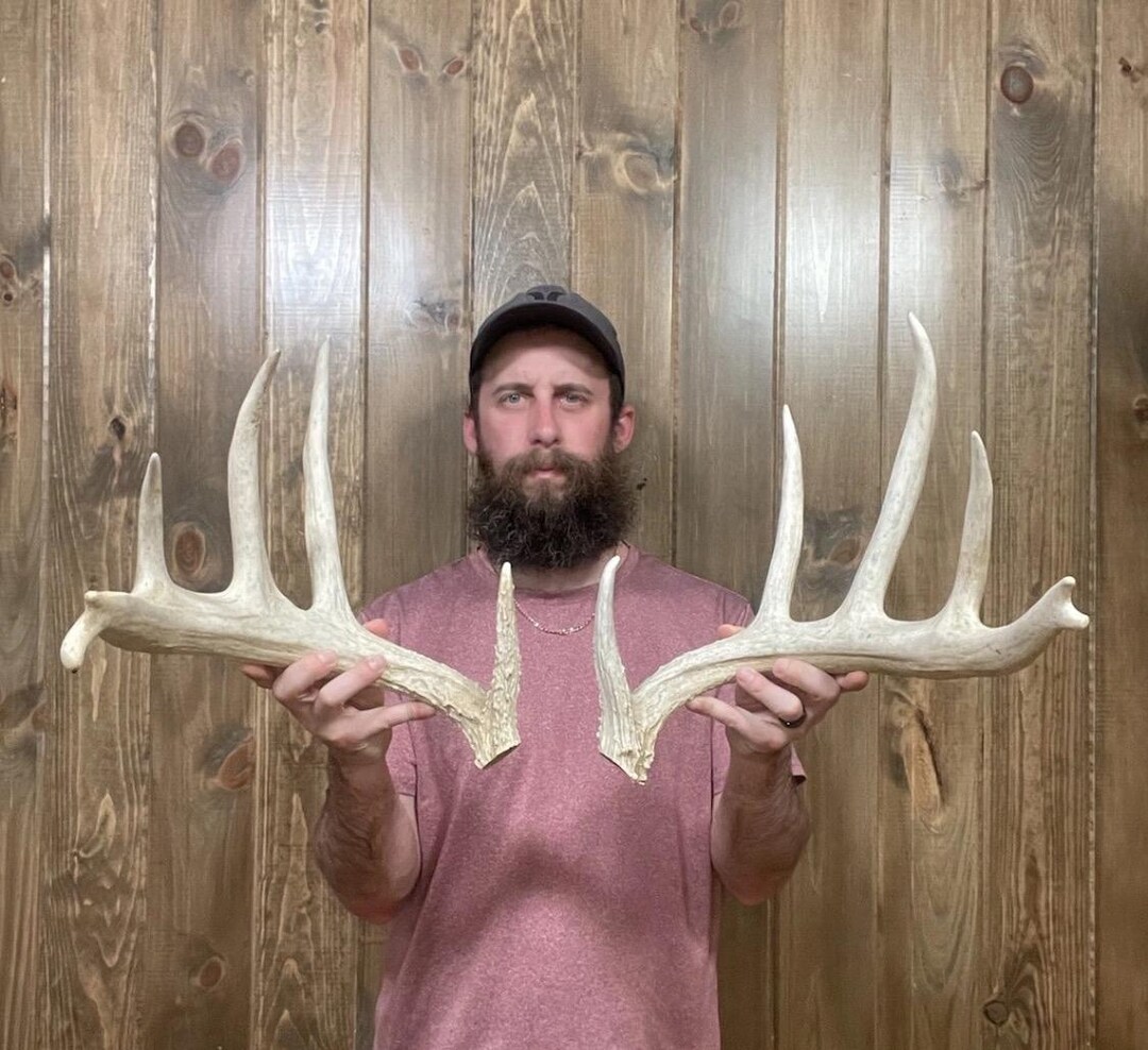 Massive Typical 165” Whitetail Cut Antler 11pt Horn Deer Mount ...