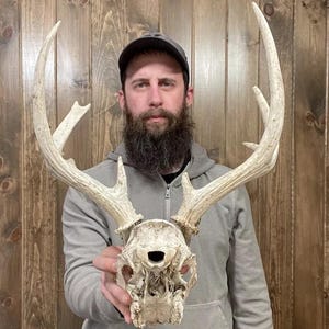 Mini Weathered Real 8pt Whitetail Skull Antler Horn Deer Mount ...