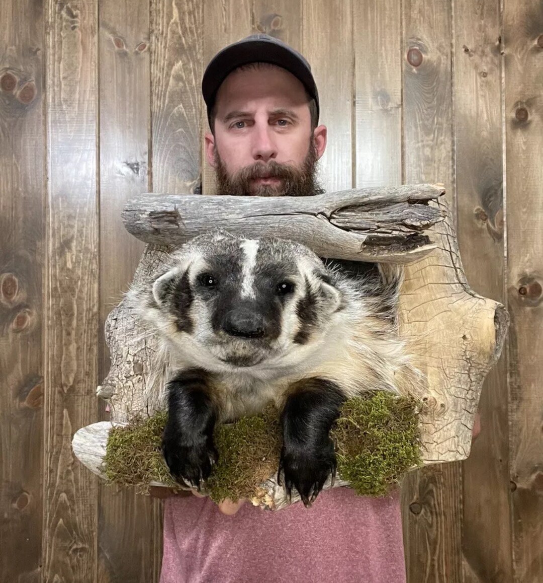 Beautiful Badger Shoulder “den” Mount Taxidermy Mammal Man Cave Cabin ...