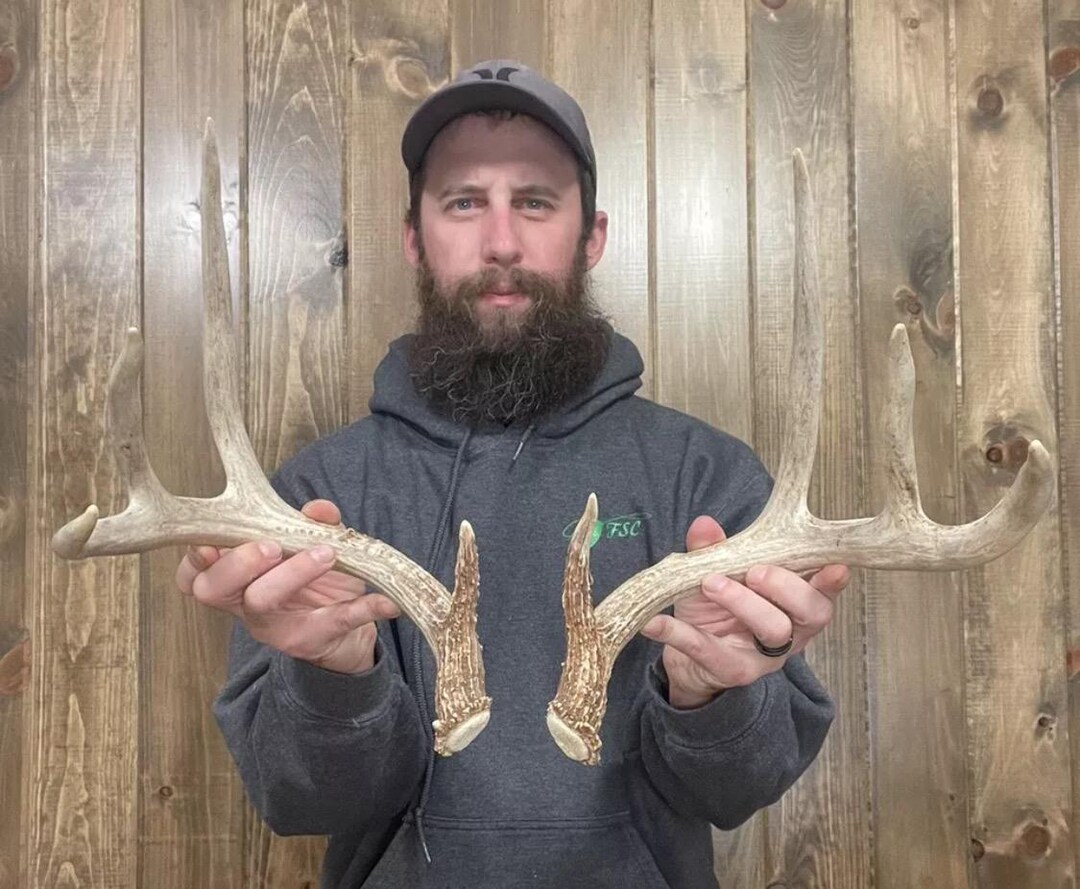 Dark Mini Typical 8pt Whitetail Shed Antler Horn Deer Mount Taxidermy ...