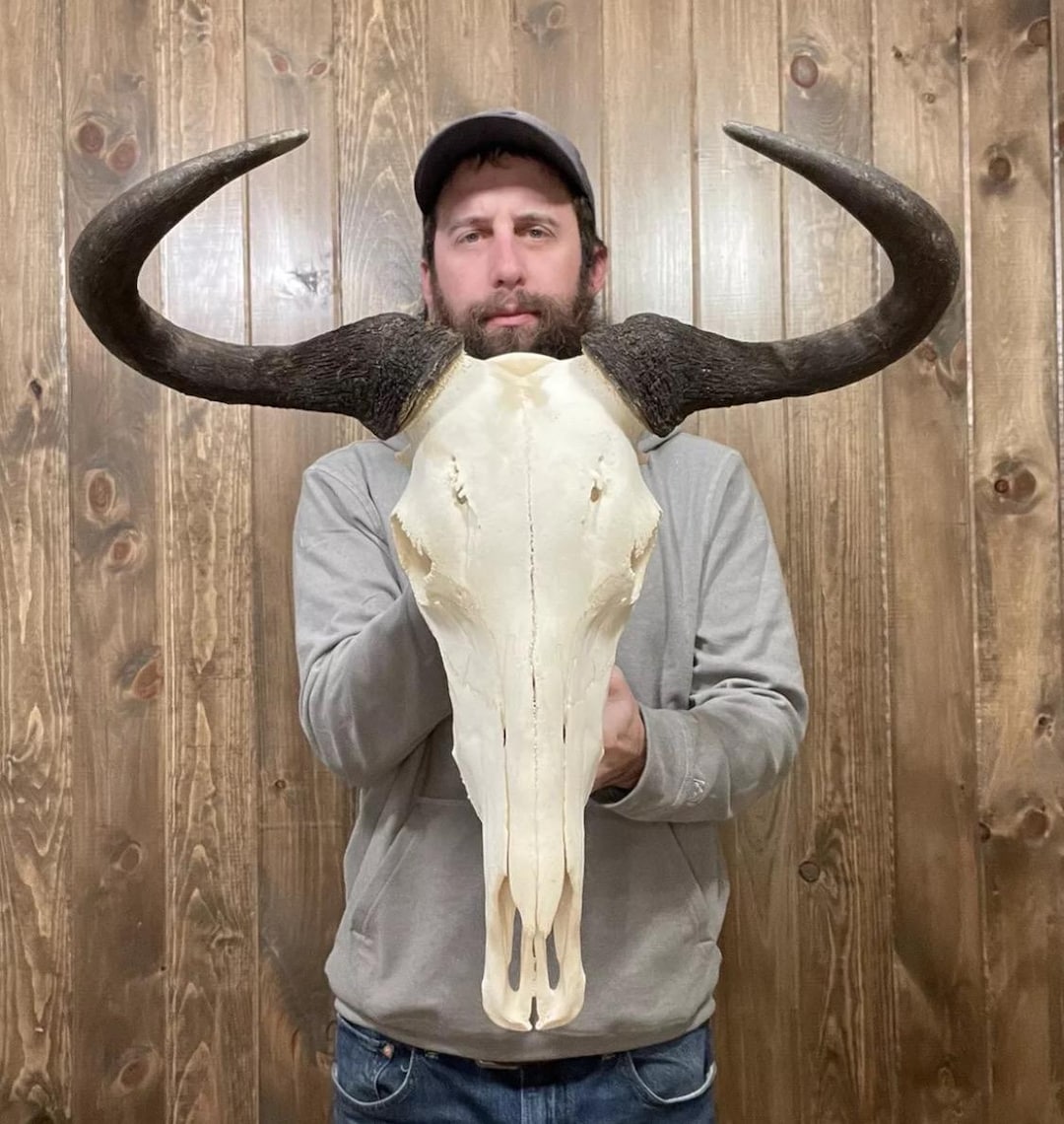 HUGE Real 23 Wide African Blue Wildebeest Skull Horn Mount Taxidermy ...