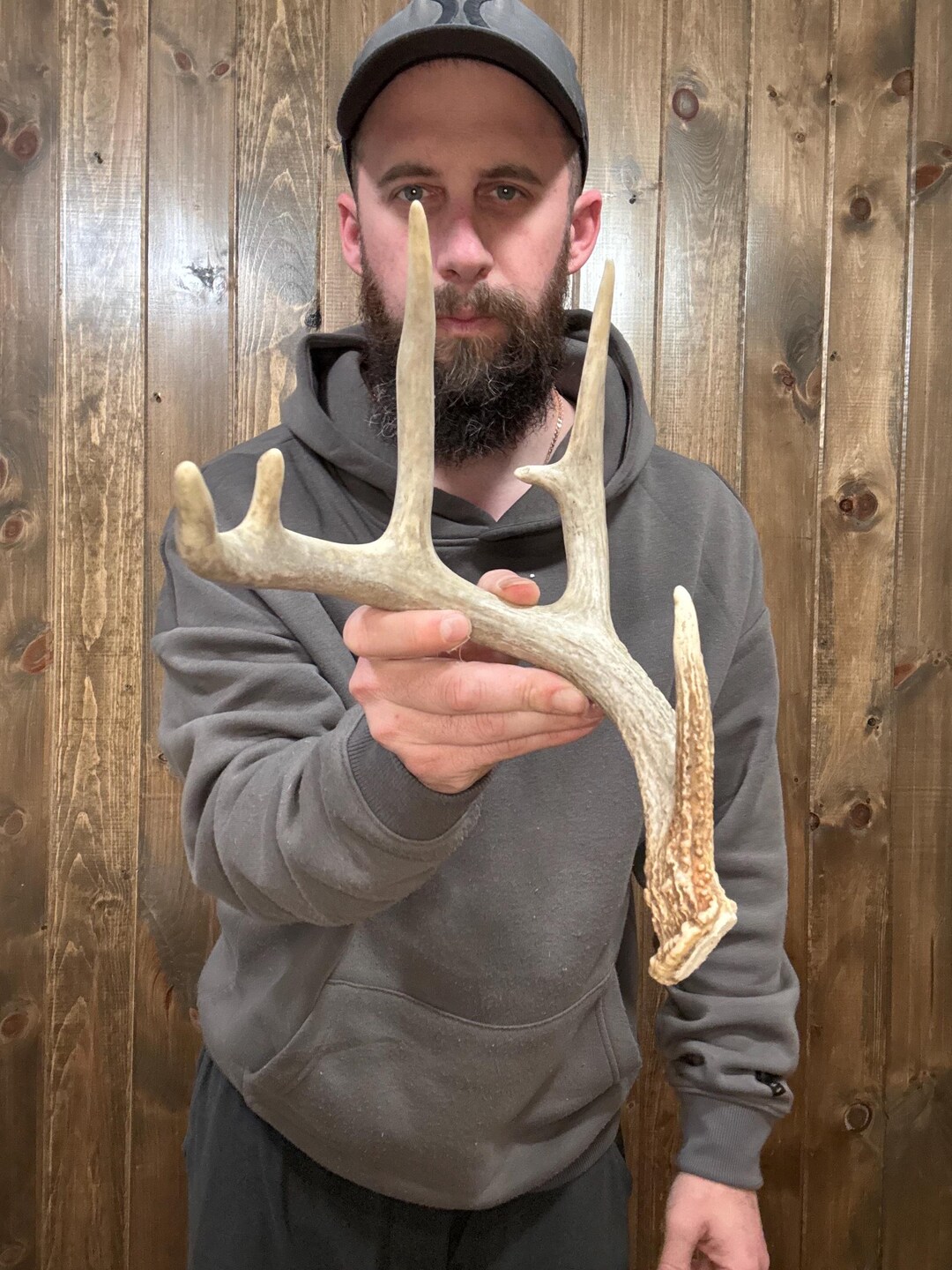 Dark Mini Fat 5pt Whitetail Shed Antler Horn Deer Mount Taxidermy Man ...