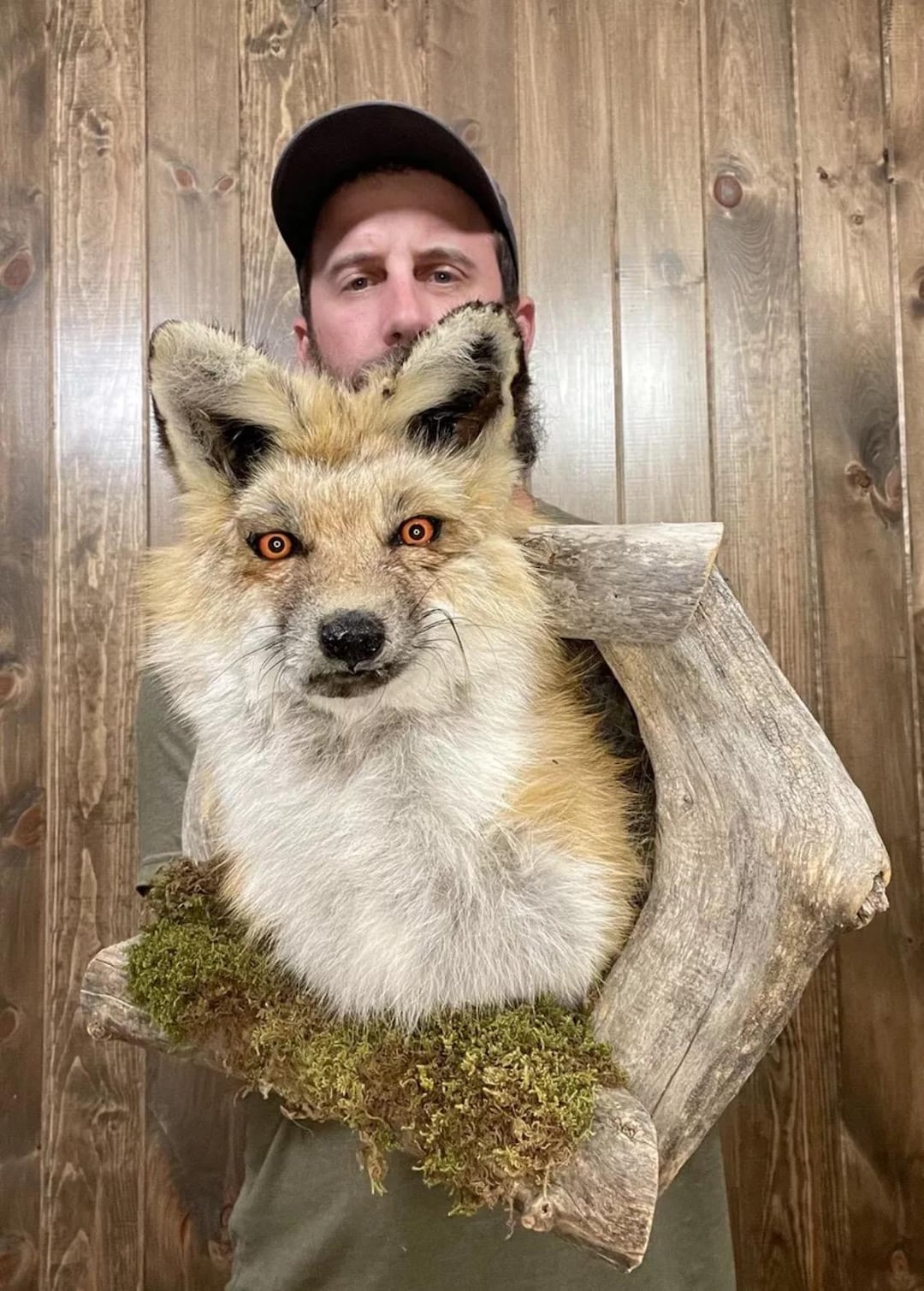 Beautiful Red Fox Shoulder den Mount Taxidermy Mammal Man Cave Cabin ...