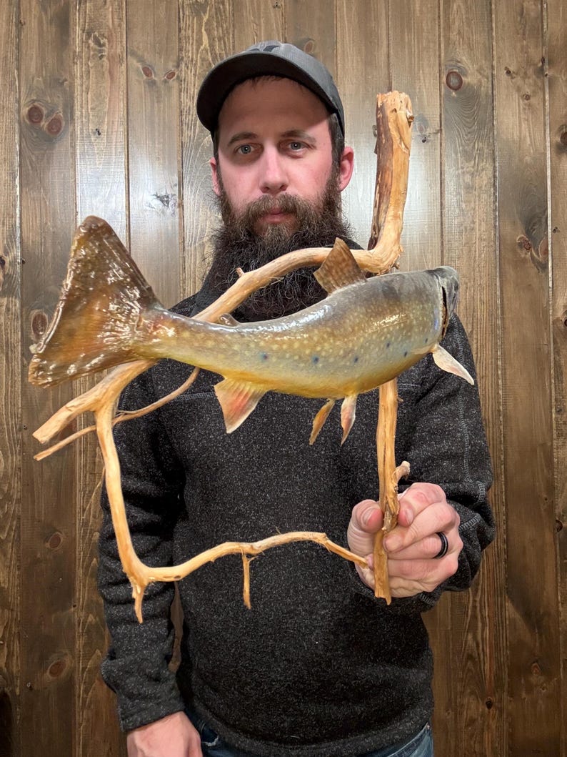 Nice Colorful Mini Trout Mount 15” Fish Taxidermy Man Cave Cabin Decor ...