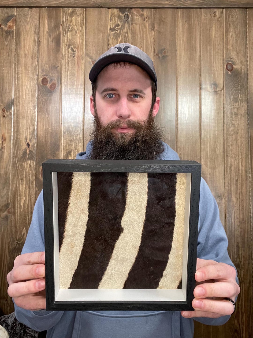 Real Authentic Zebra Hide 8x8” Shadow Box Display African Animal Art ...