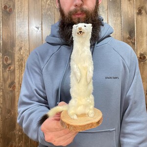 Beautiful Full Body White Weasel Mount on Driftwood Taxidermy Mammal ...