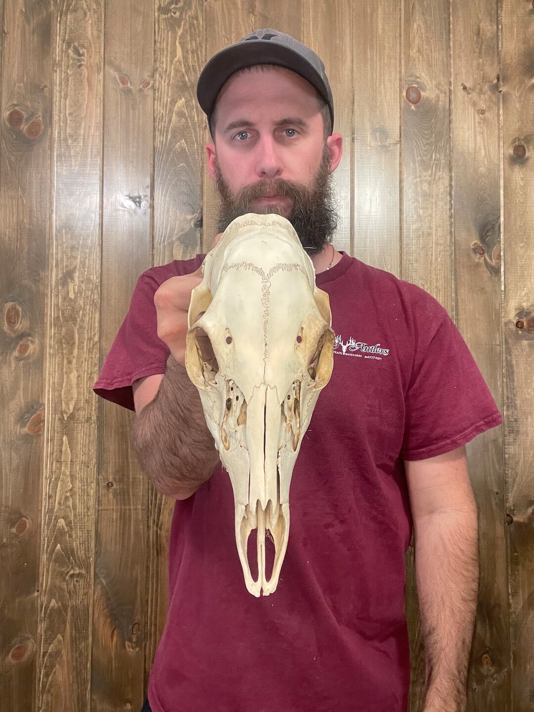 Real Whitetail Doe Skull Antler Horn Deer Mount Taxidermy Rack Cabin ...