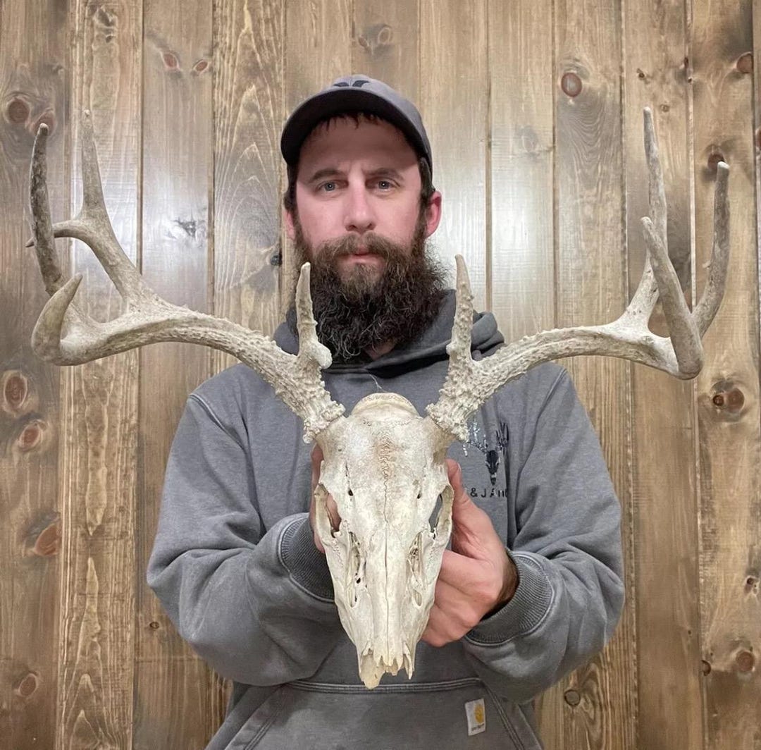 Mini Weathered Real 10pt Whitetail Skull Antler Horn Deer Mount ...