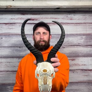 Real African Male Springbok Skull Horn Mount Taxidermy Man Cave Cabin ...