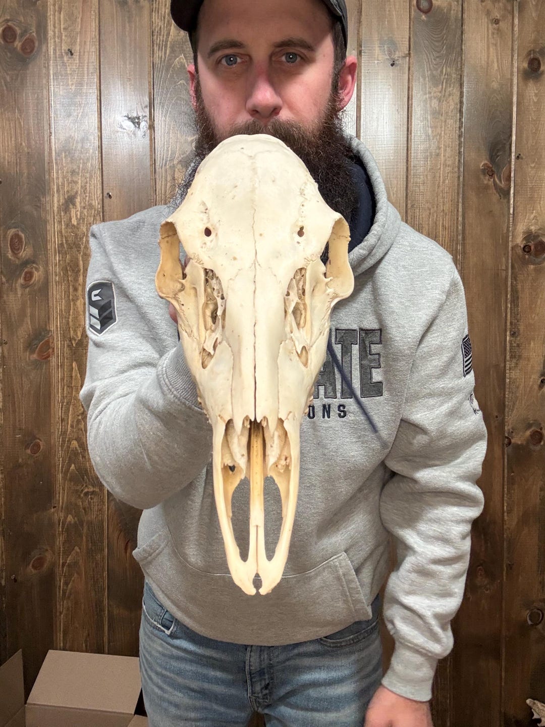 Real Whitetail Doe Skull Antler Horn Deer Mount Taxidermy Rack Cabin ...