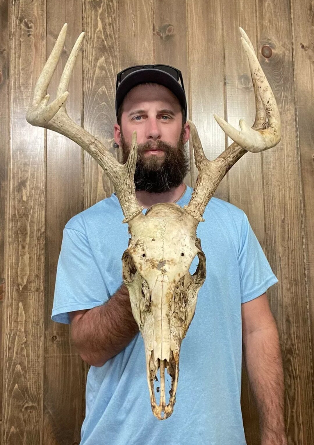 Nice Weathered Real 8pt Whitetail Skull Antler Horn Deer Mount ...