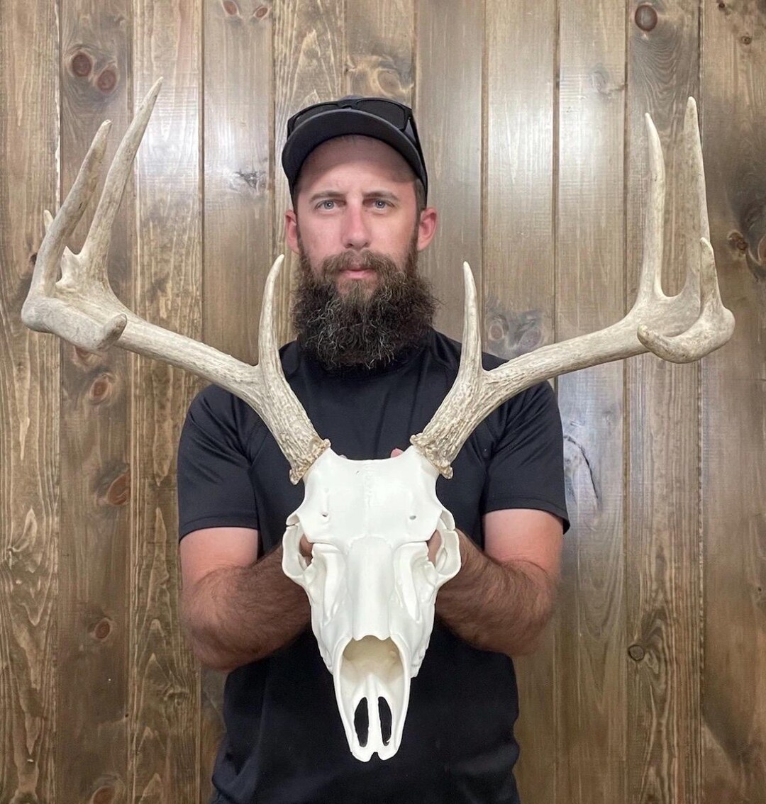 Whitetail Antler Mount: Dark 10pt Deer Horn, Faux Skull Taxidermy Fake ...