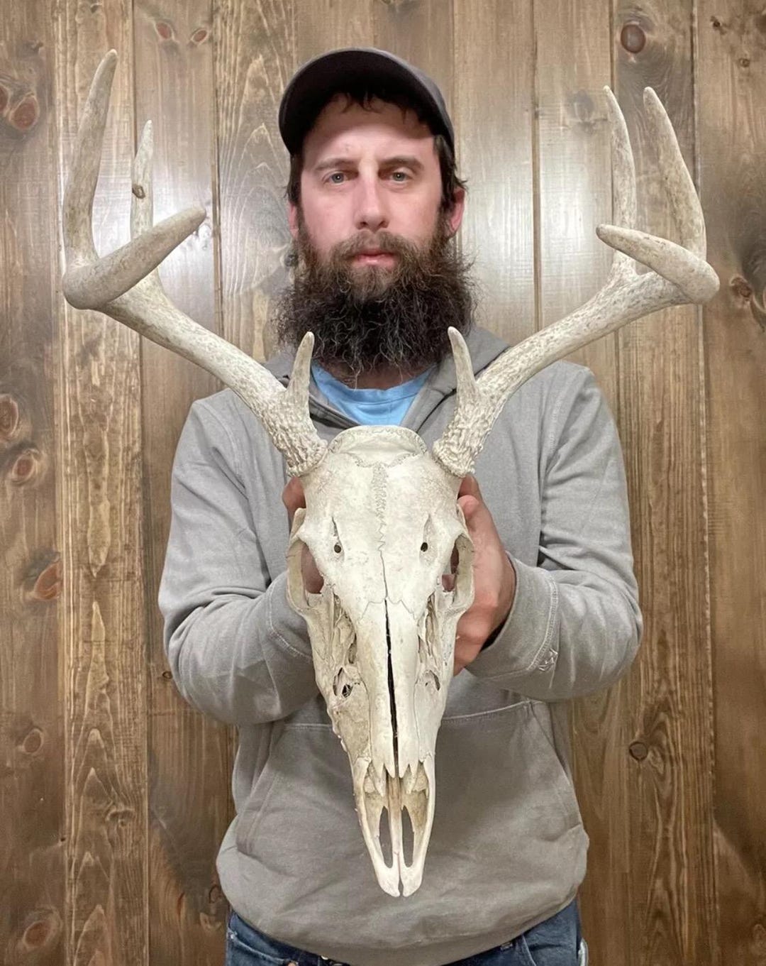 Mini Weathered Real 8pt Whitetail Skull Antler Horn Deer Mount ...