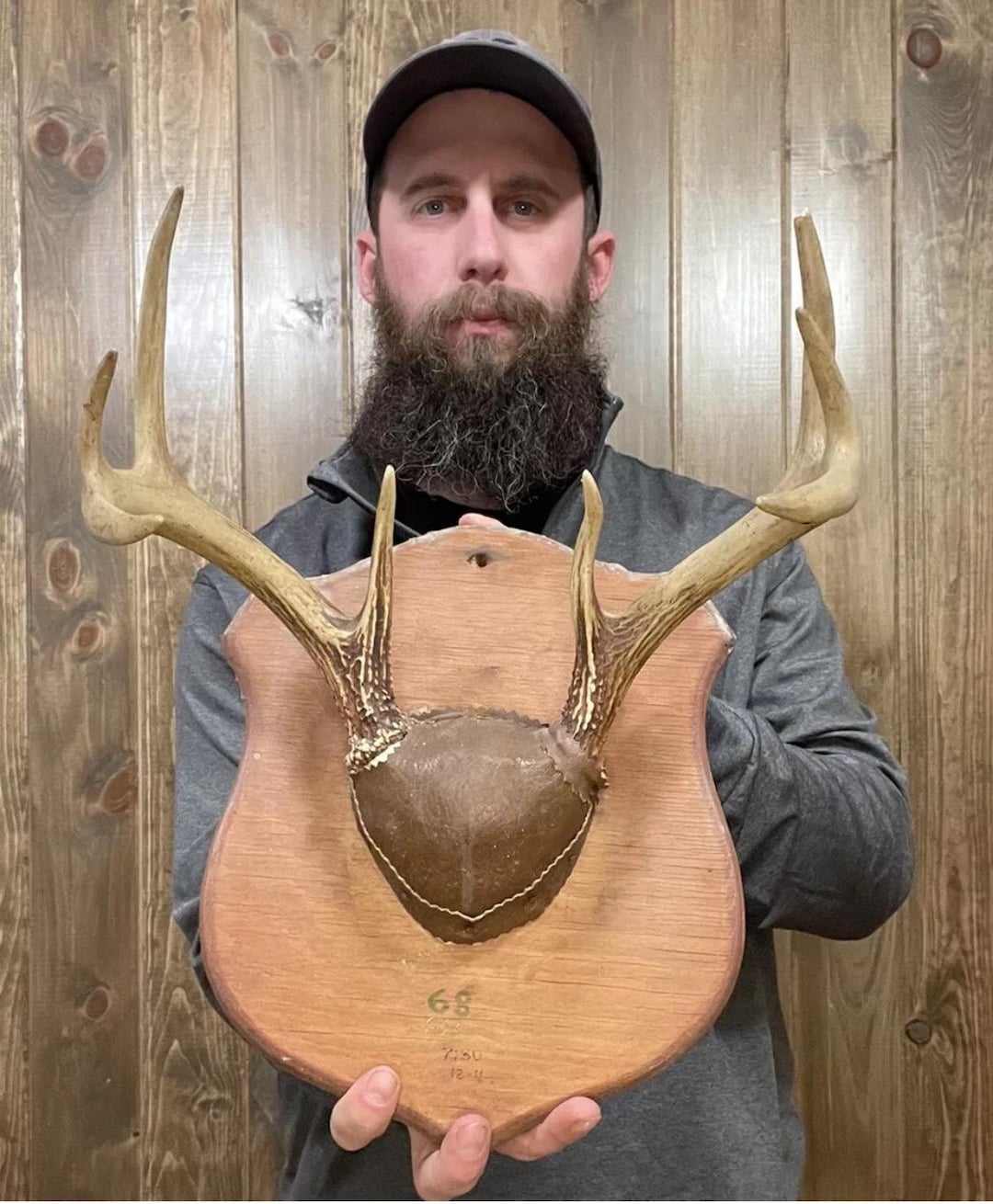 Dark Nice 8pt Whitetail Skull Cap Antler Horn Deer Mount Taxidermy Rack ...