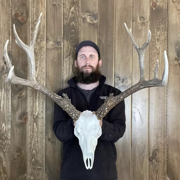 Fake Deer Skull - Etsy