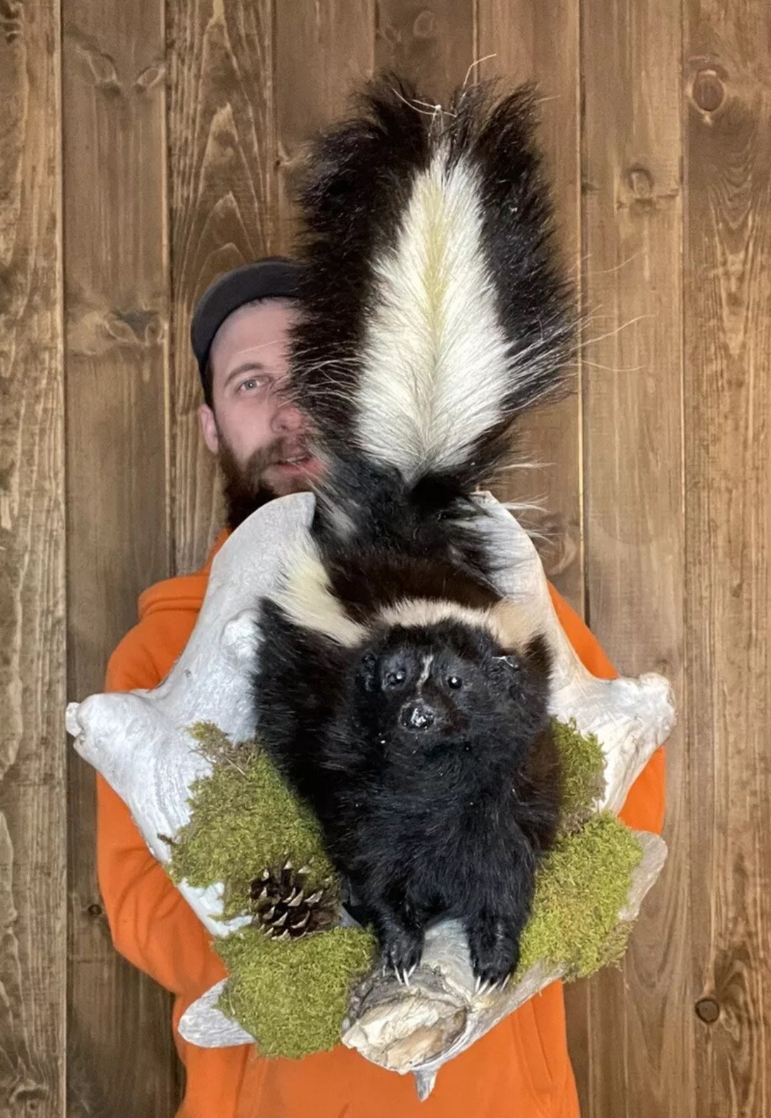 Beautiful Skunk Half Body den Mount Taxidermy Mammal Man Cave Cabin ...