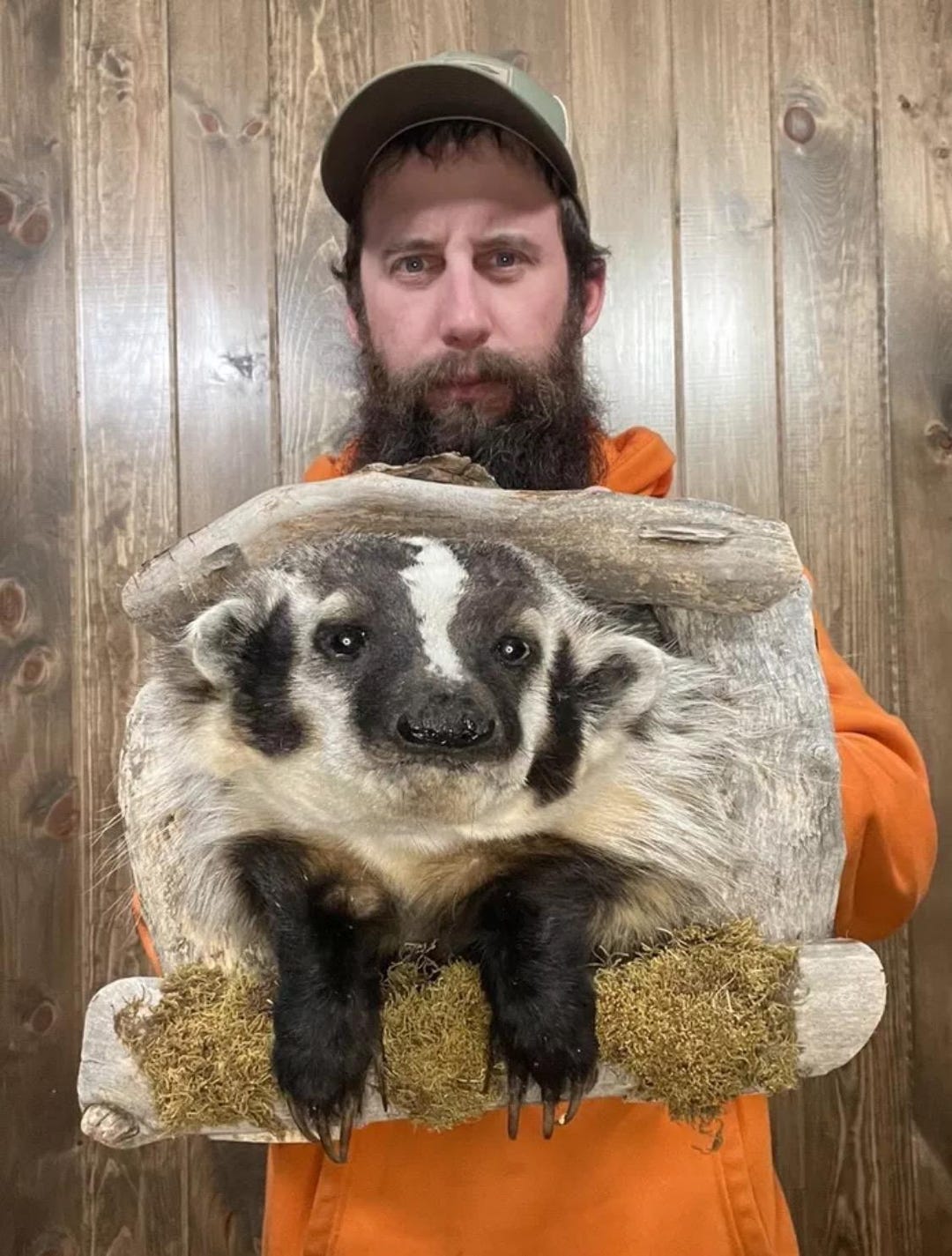 Beautiful Badger Shoulder den Mount Taxidermy Mammal Man Cave Cabin ...