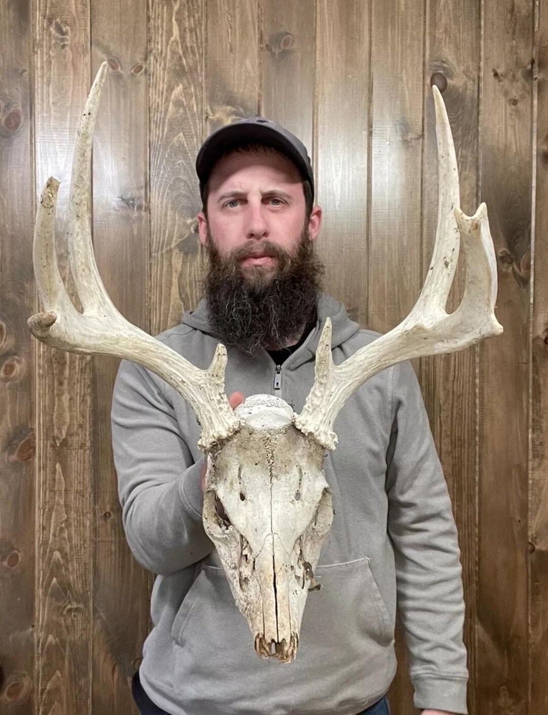 Mini Weathered Real 8pt Whitetail Skull Antler Horn Deer Mount ...