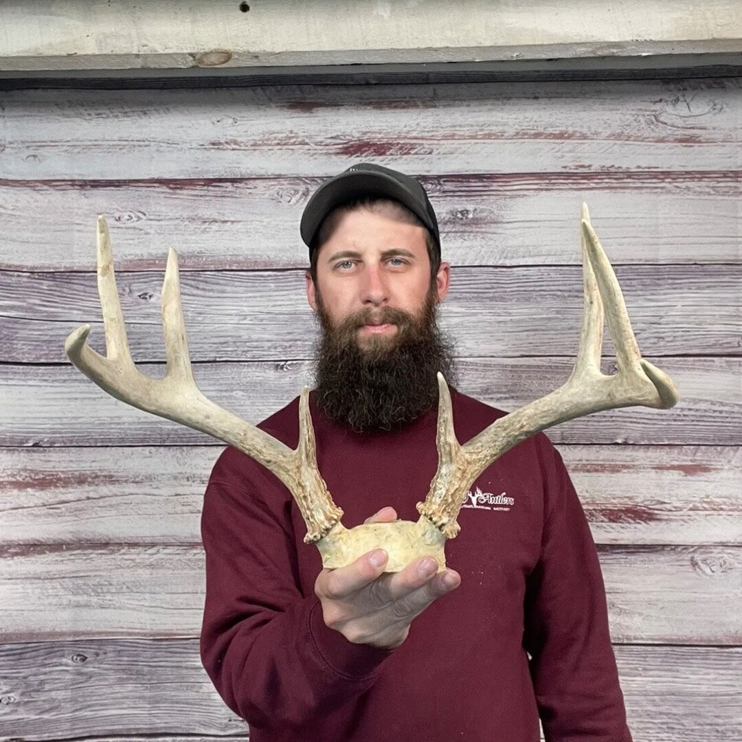 Dark 8pt Whitetail Skull Cap Antler Horn Deer Mount Taxidermy - Etsy