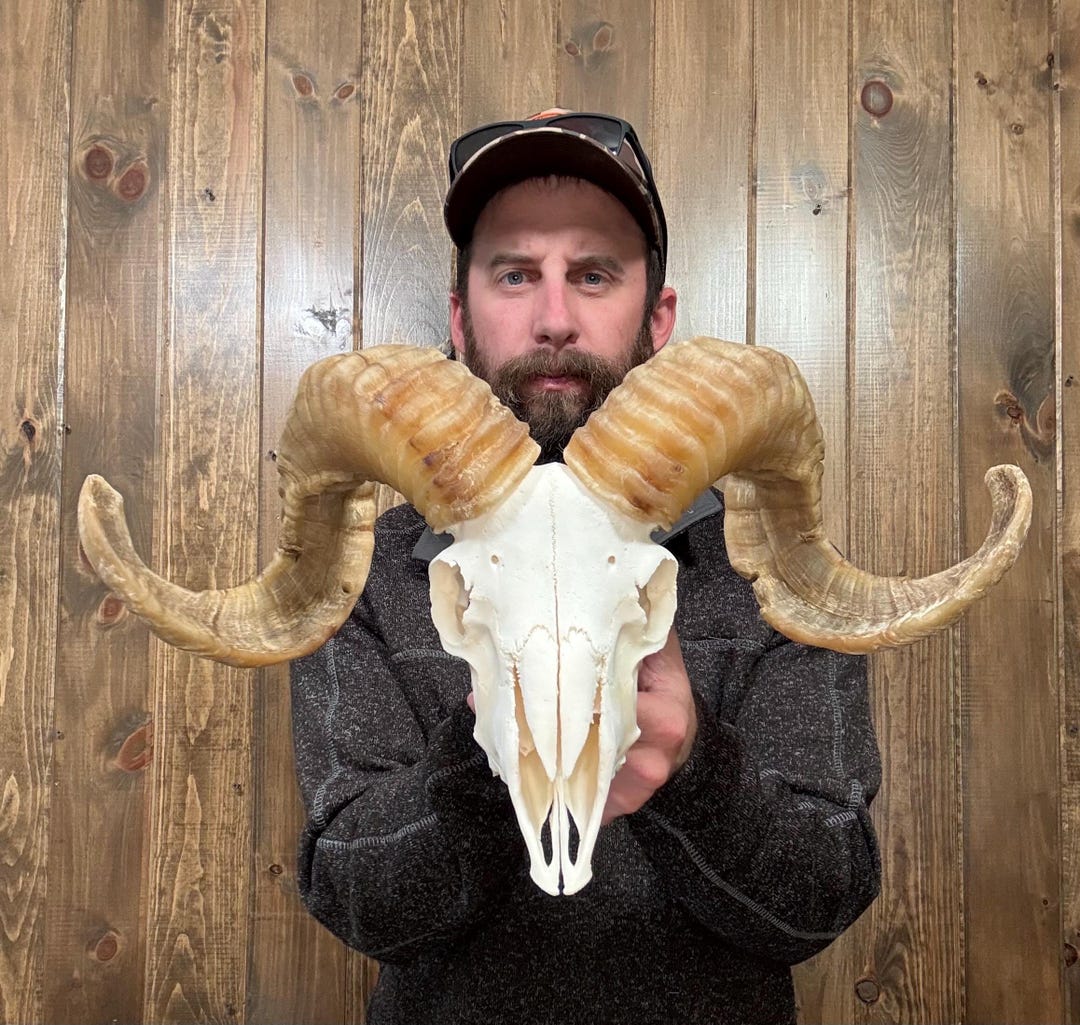 Beautiful Full Curl Exotic Ram Skull Horn Mount Taxidermy Man Cave ...