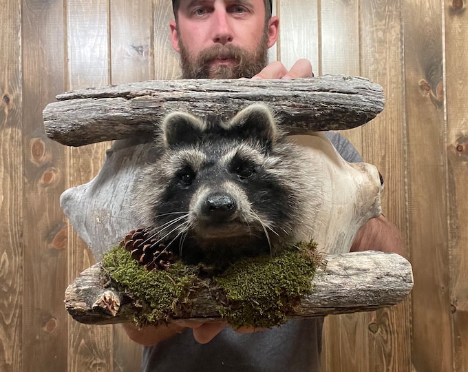 Beautiful Raccoon Shoulder den Mount Taxidermy Mammal Man Cave Cabin ...