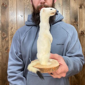 Beautiful Full Body White Weasel Mount on Driftwood Taxidermy Mammal ...