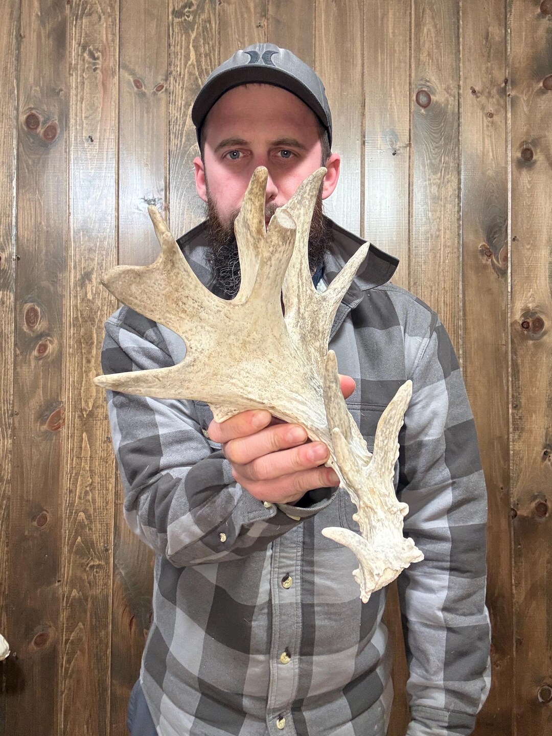 Massive Palmated Freak Whitetail Shed 11pt Antler Horn Deer Mount ...