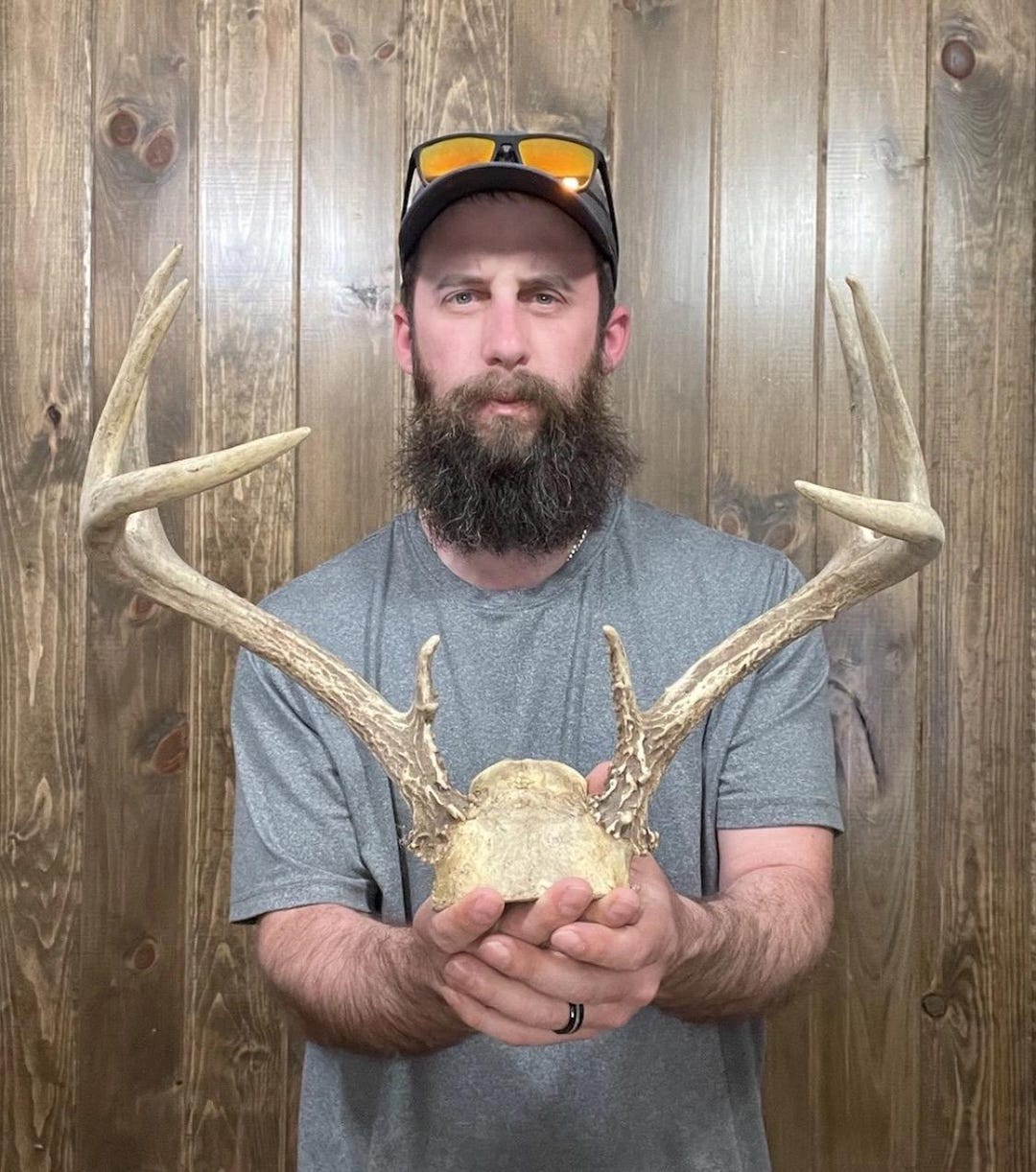 Dark Mini 8pt Whitetail Skull Cap Antler Horn Deer Mount Taxidermy Rack ...