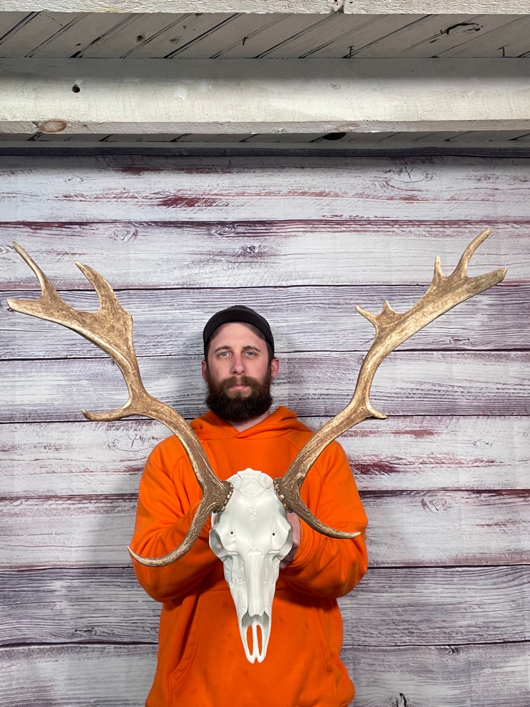 Nice Dark Fallow Antler Horn Deer Fake Skull Mount Taxidermy Rack Man ...