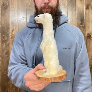 Beautiful Full Body White Weasel Mount on Driftwood Taxidermy Mammal ...