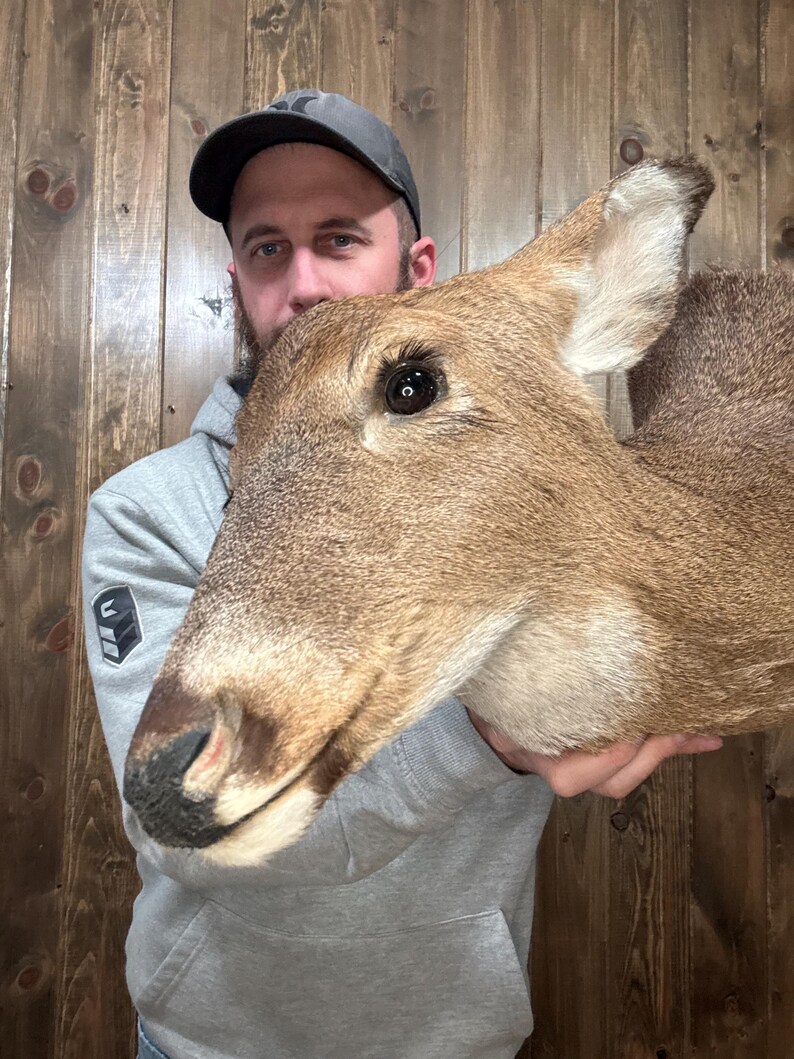 Decent Vintage Whitetail Doe Shoulder Mount Antler Horn Deer Taxidermy ...