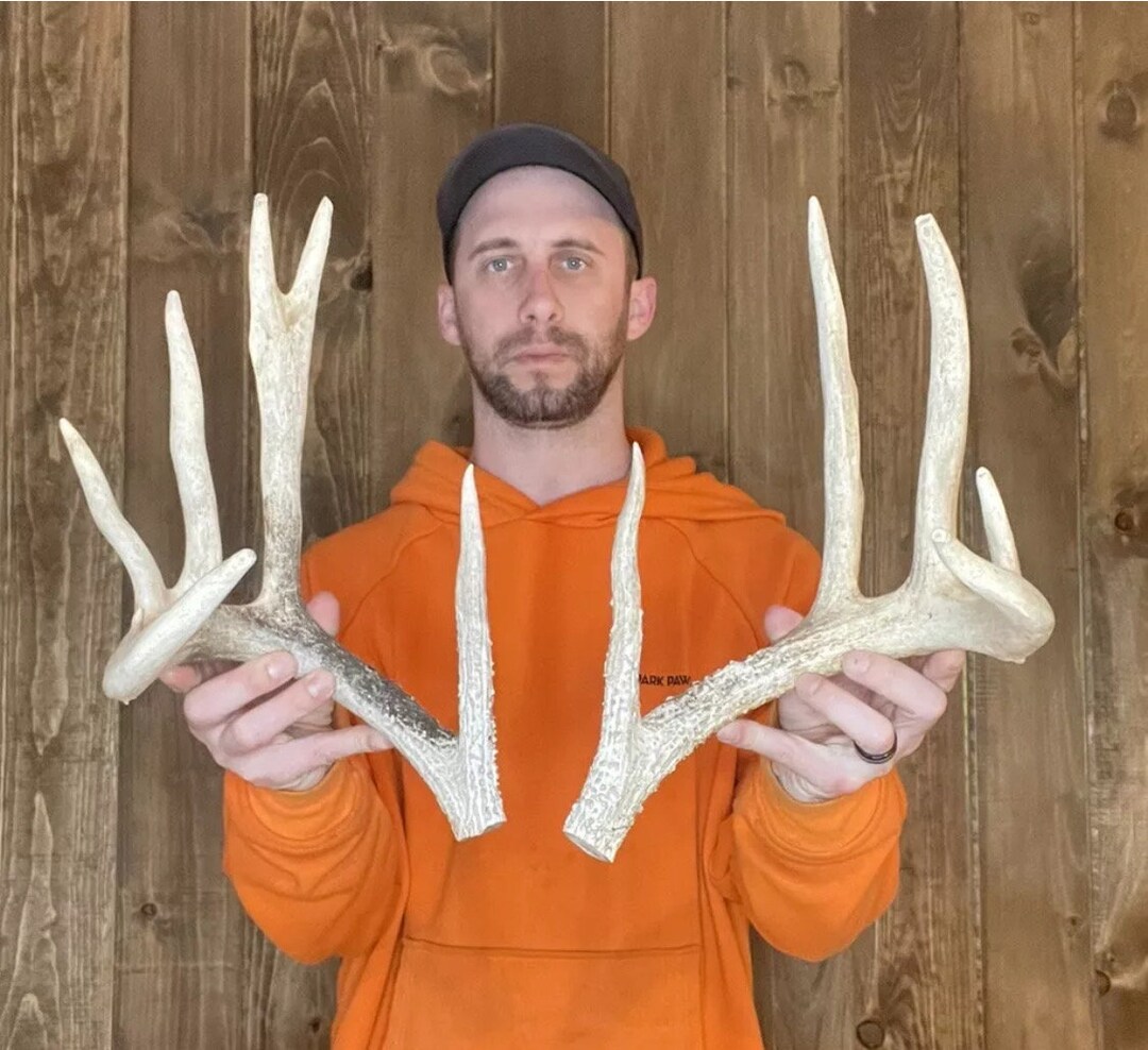 Mini Typical 11pt Whitetail Cut Antler Horn Deer Mount Taxidermy Rack ...