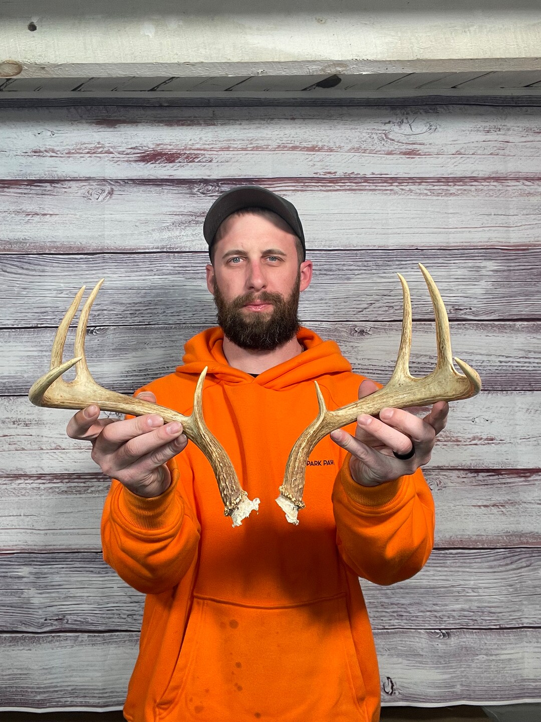 Dark Tall Perfect 8pt Whitetail Cut Antler Horn Deer Mount - Etsy
