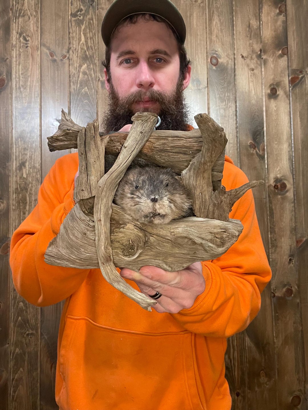 Unique Muskrat Shoulder “den” Mount Taxidermy Mammal Man Cave Cabin ...