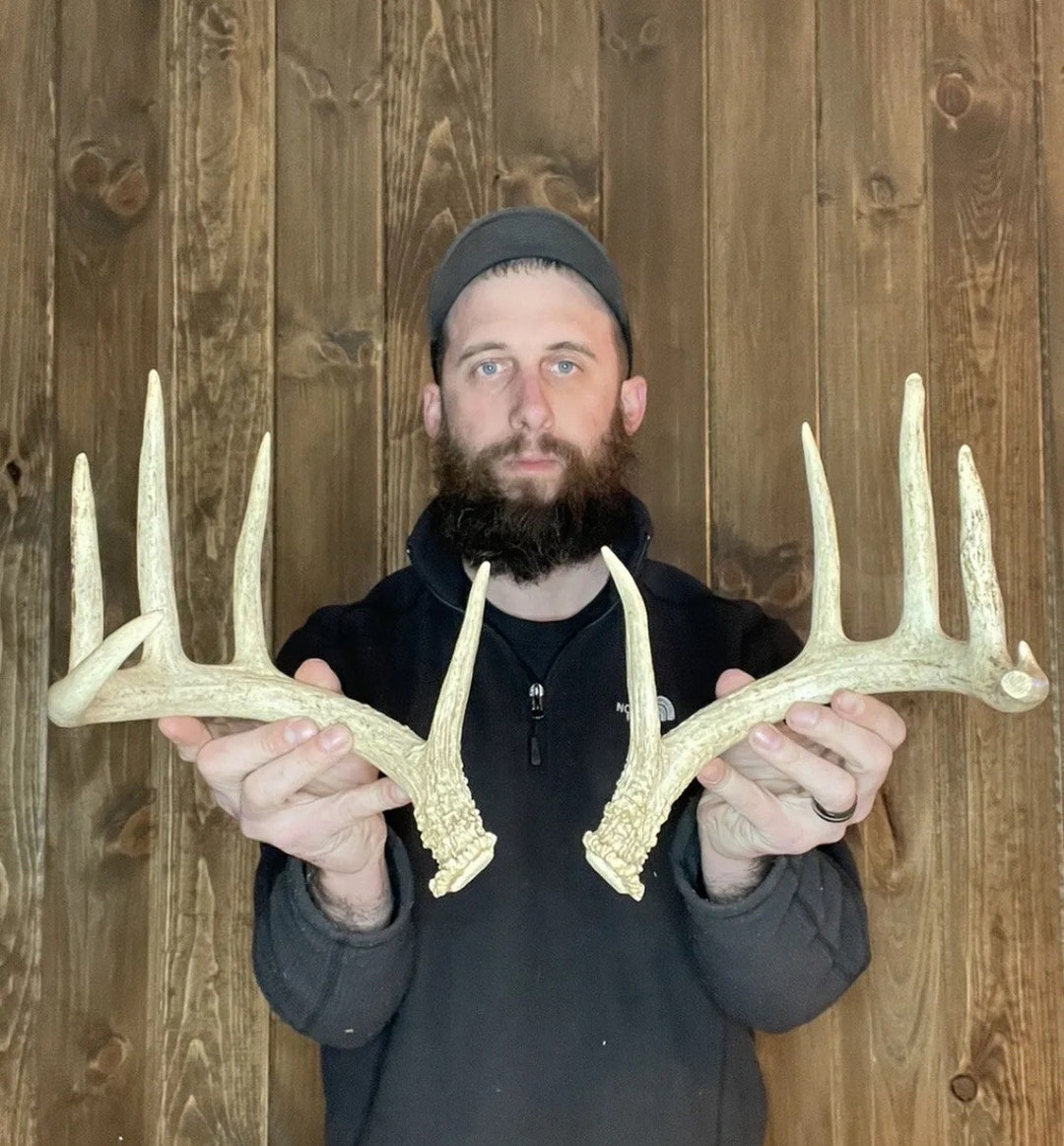 Nice Mini Typical 10pt Whitetail Naturally Shed Antler Horn Deer Mount ...