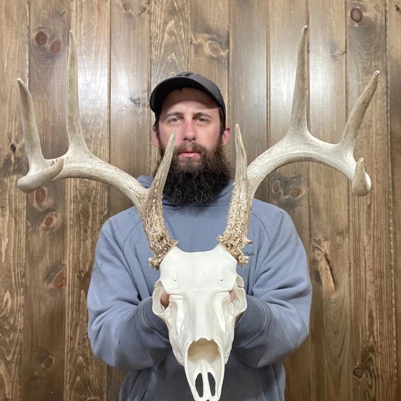 Fake Deer Skull - Etsy