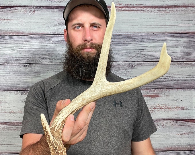 Dark Fat 3pt Whitetail Shed Antler Horn Deer Mount Taxidermy Man Cave ...