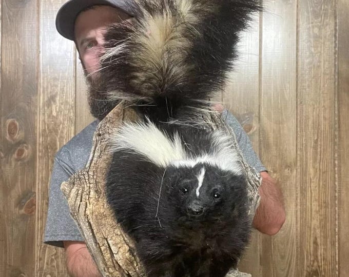 Beautiful Skunk Shoulder “den” Mount Taxidermy Mammal Man Cave Cabin ...