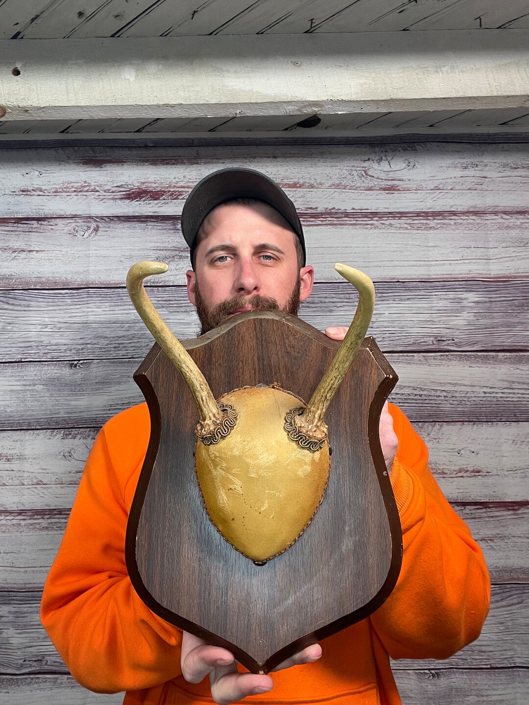 Vintage Spike Whitetail Skull Cap Antler Horn Deer Mount Taxidermy Rack ...