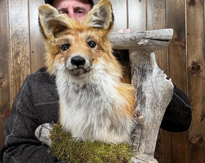 Red Fox Shoulder Mount Taxidermy, Cabin Decor - Etsy