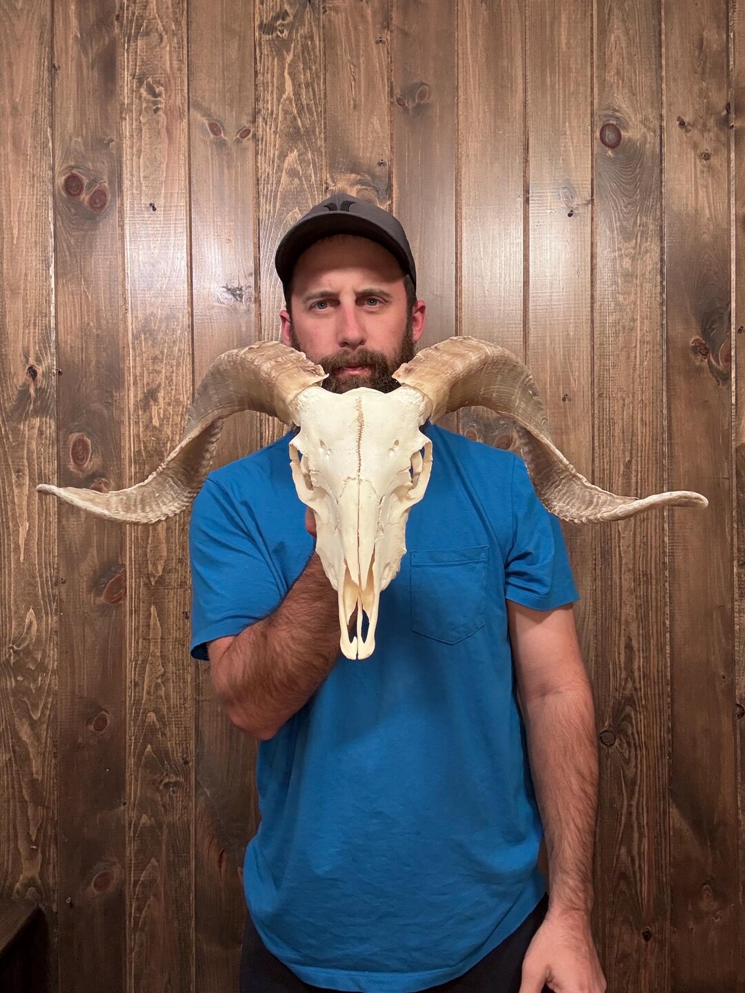 Big Cleaned Exotic Ram Skull Horn Mount Taxidermy Man Cave Cabin Sheep ...