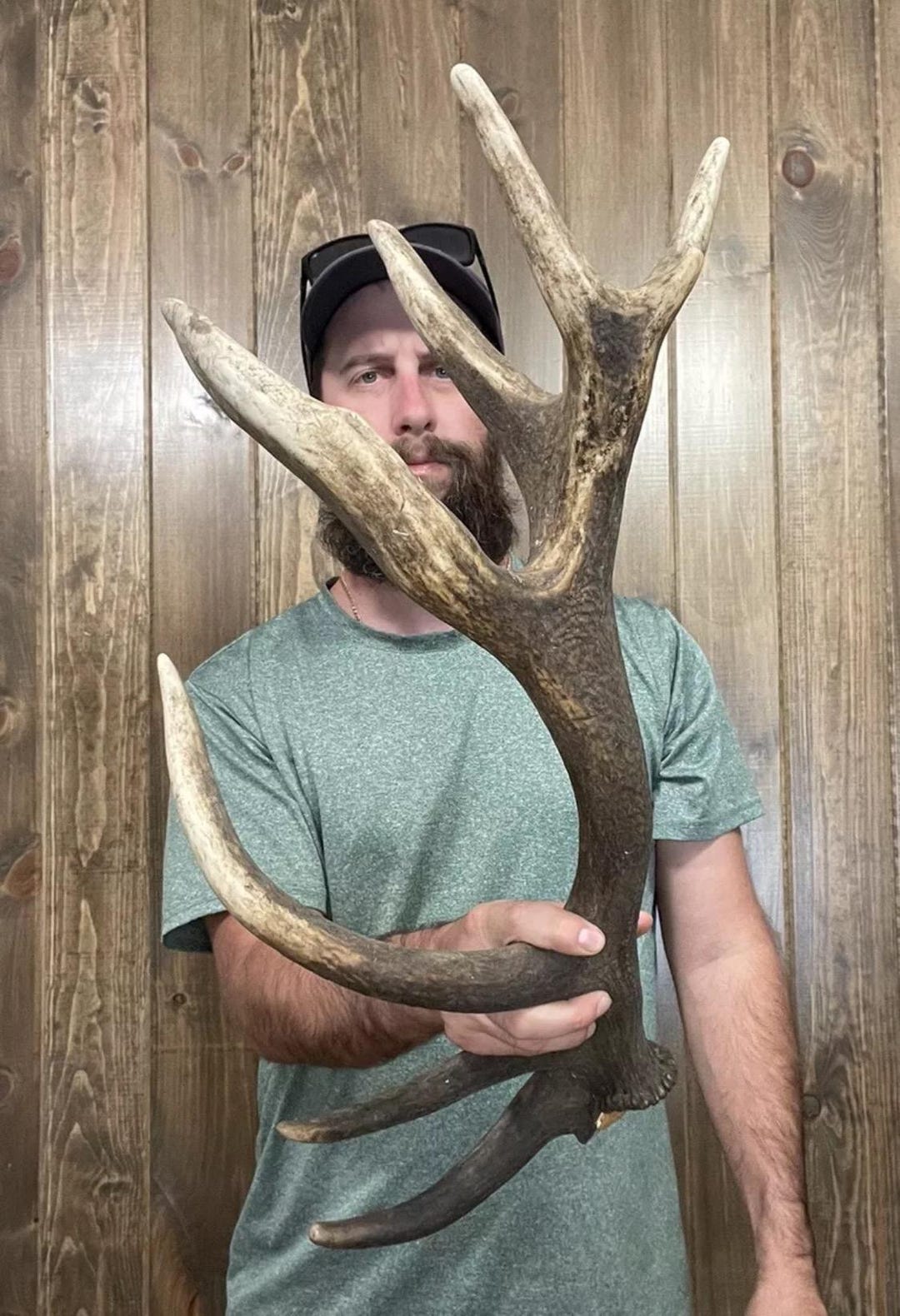 Mini Massive 7pt Red Stag Shed 4lb Antler Horn Deer Mount Taxidermy Man ...