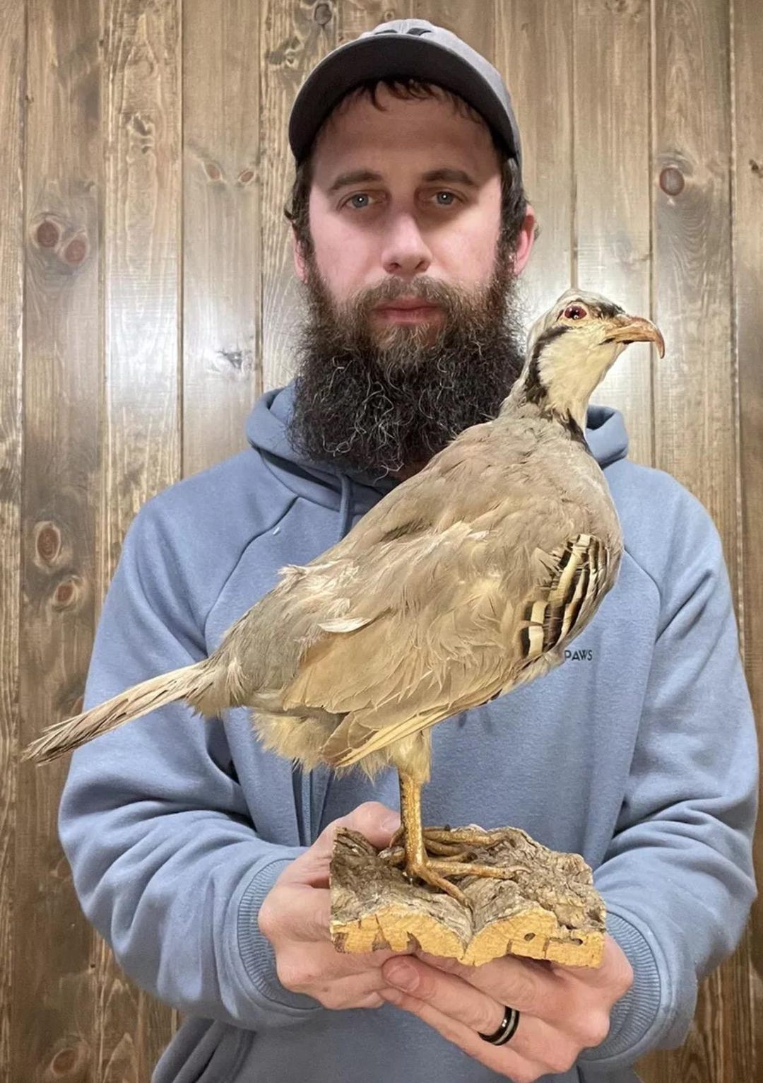 Vintage Full Body Chucker Mount Taxidermy Bird Man Cave Cabin Decor - Etsy