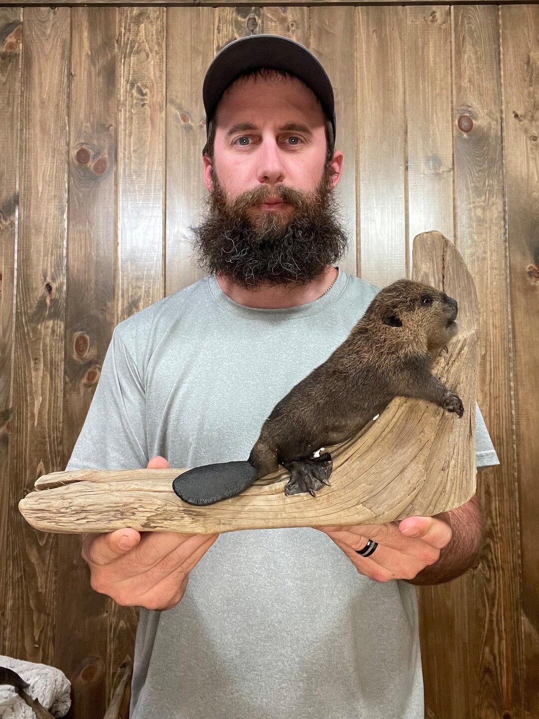 Beautiful Full Body Baby Beaver Mount on Driftwood Taxidermy Mammal Man ...