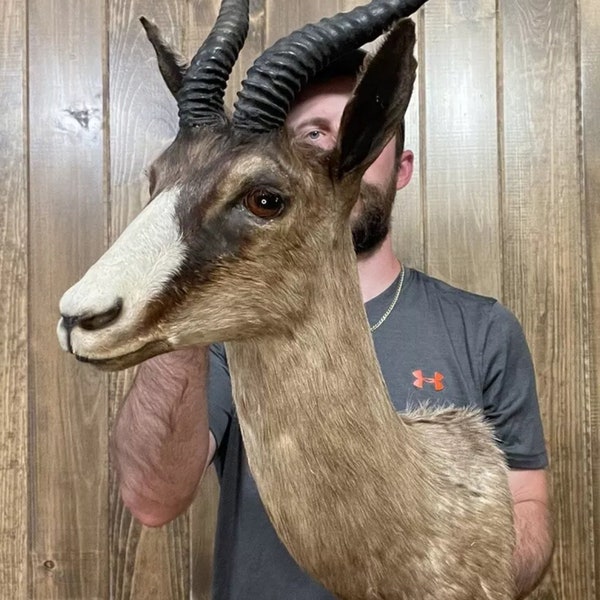 Springbok Hide - Etsy