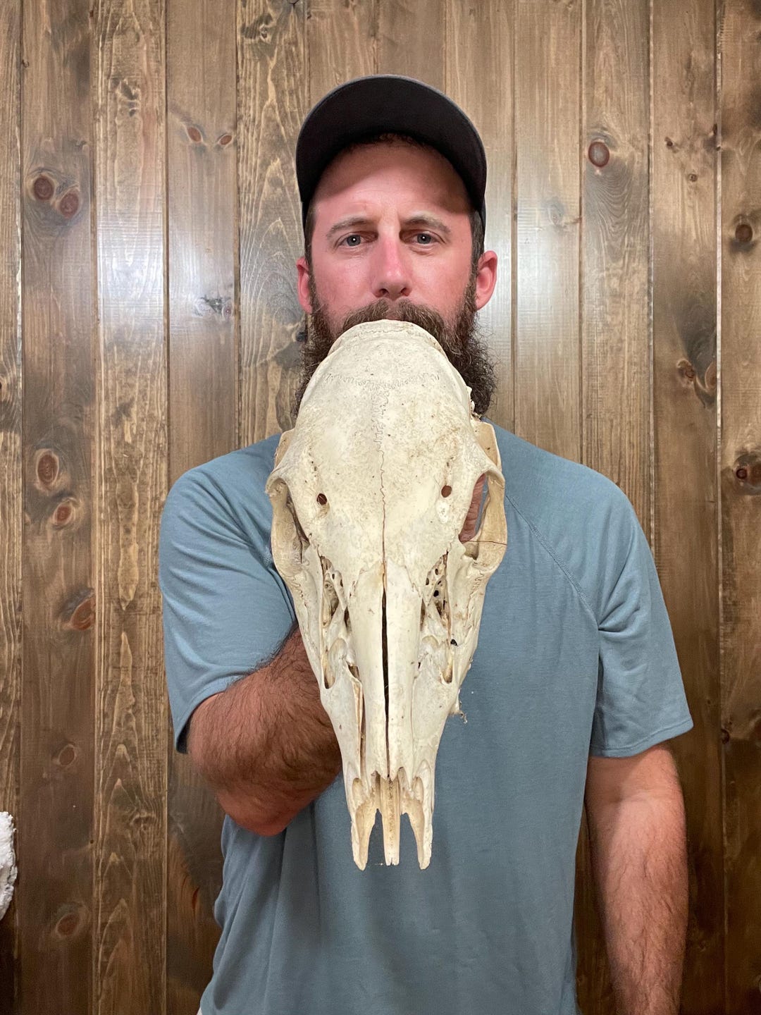 Real Whitetail Doe Skull Antler Horn Deer Mount Taxidermy Rack Cabin ...