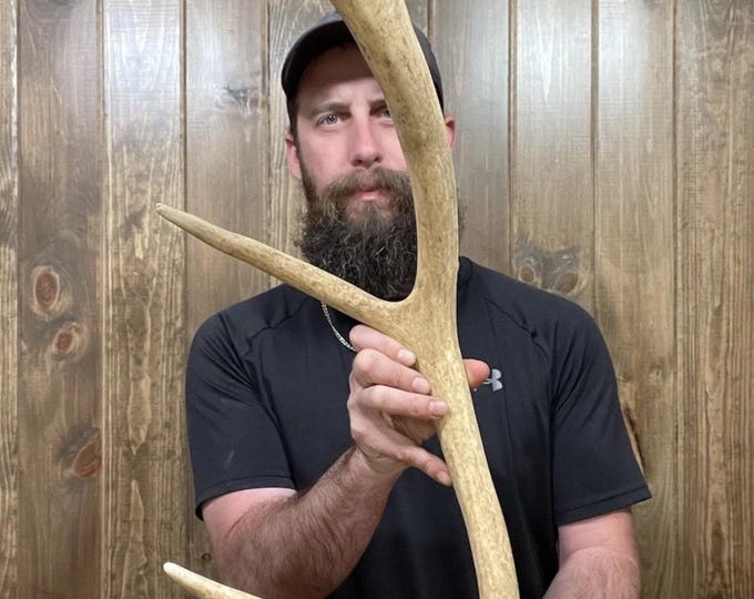 Nice Mini 5pt Elk Shed 2.5lb+ Antler Horn Deer Mount Taxidermy Man Cave ...