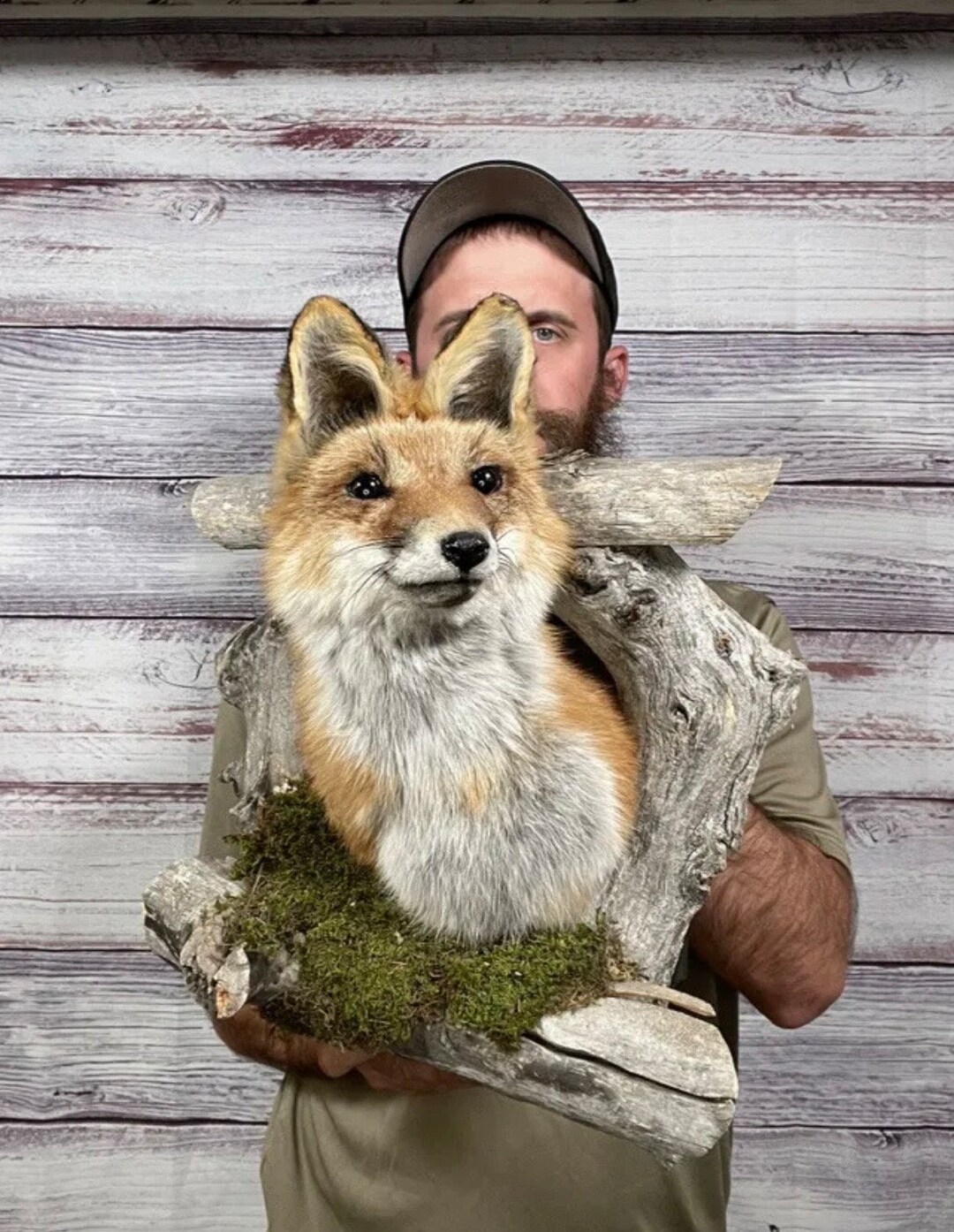 Beautiful Red Fox Shoulder den Mount Taxidermy Mammal Man - Etsy