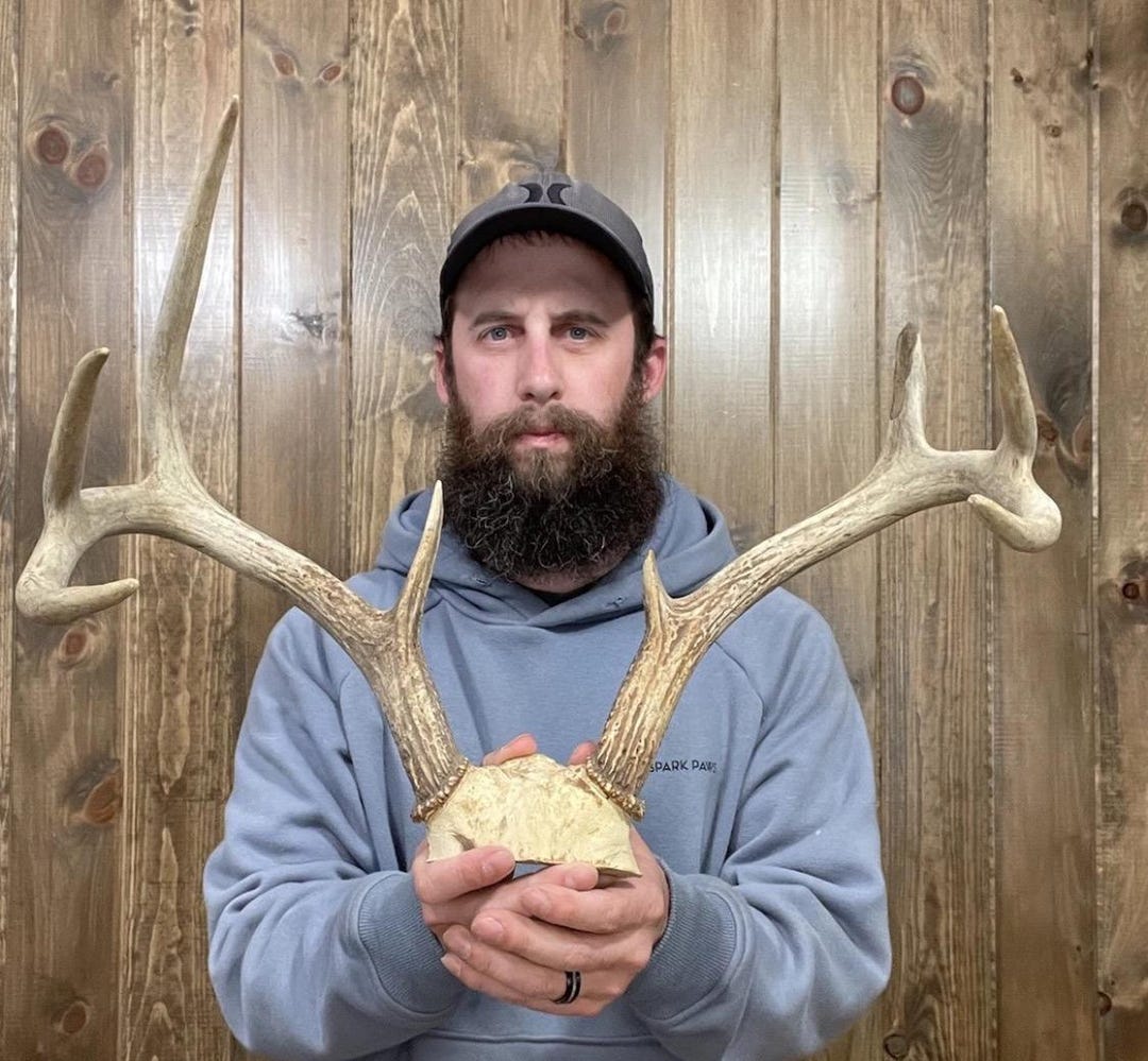 Dark Mini 8pt Whitetail Skull Cap Antler Horn Deer Mount Taxidermy Rack ...